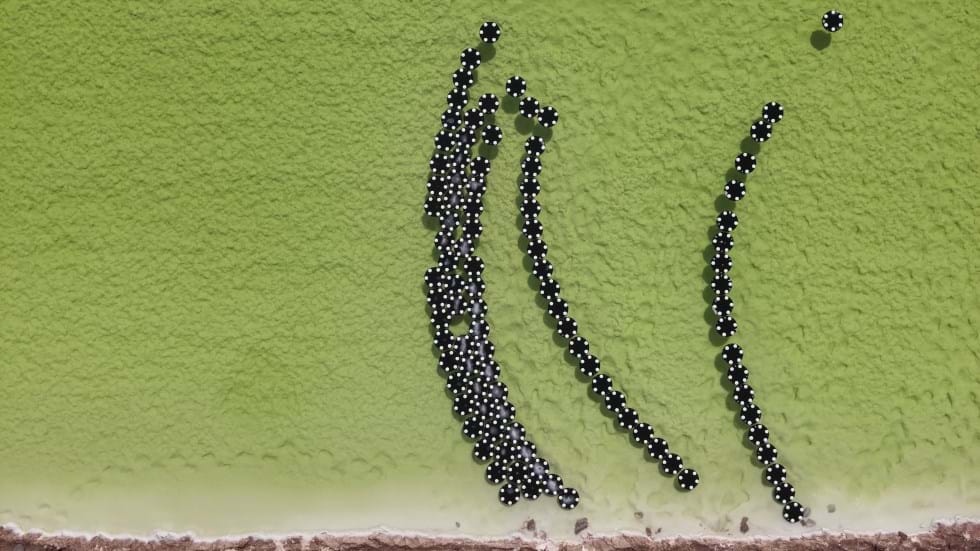 Fake lily pads could be second Sun for lithium manufacturers - News ...