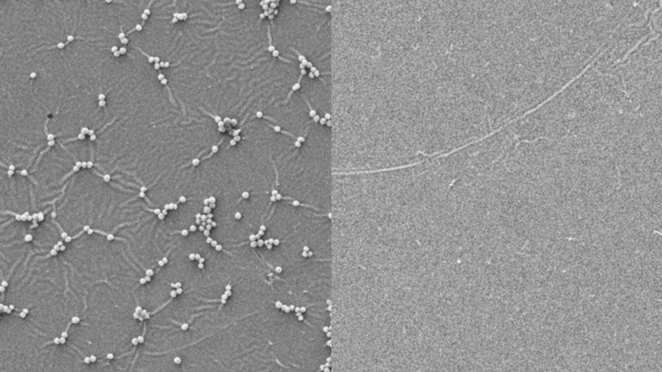 Nottingham scientists work with industry to create bacteria-killing ...