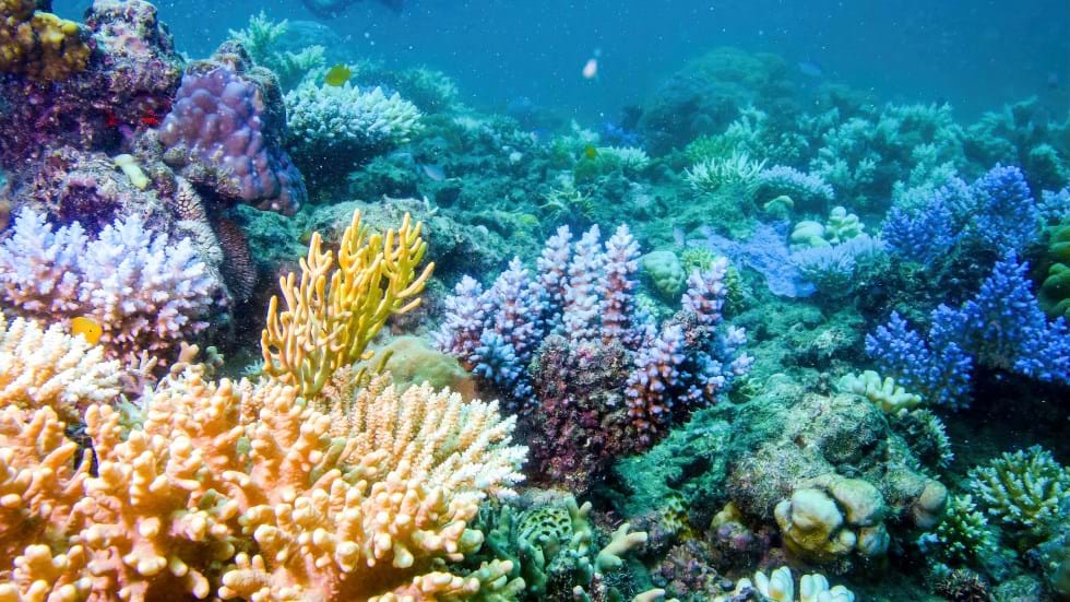 Ocean carbon capture raises concerns over marine stress, say UK ...
